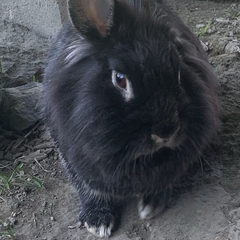 Meet the Rabbits – Eden’s Way Farm Sanctuary